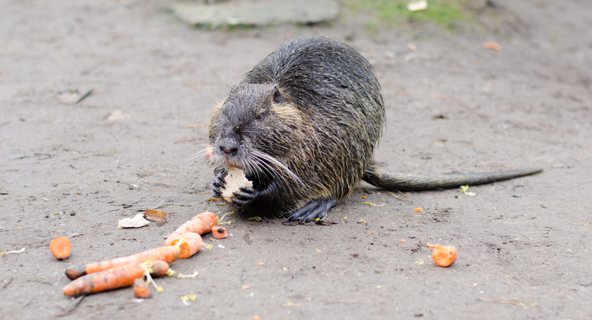 Nutria Control